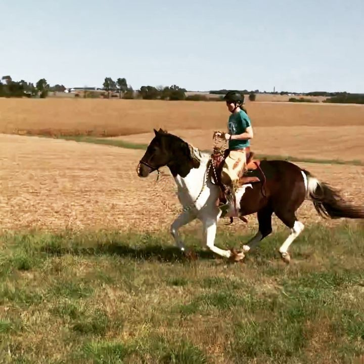 Our Bit vs Bitless Philosophy | Hackamore Horses | Amateur Vaquero